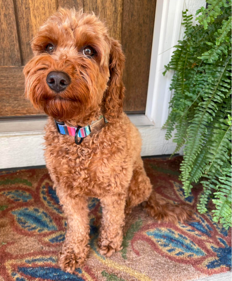 Top 10 Best Goldendoodle Breeders in Missouri (MO)