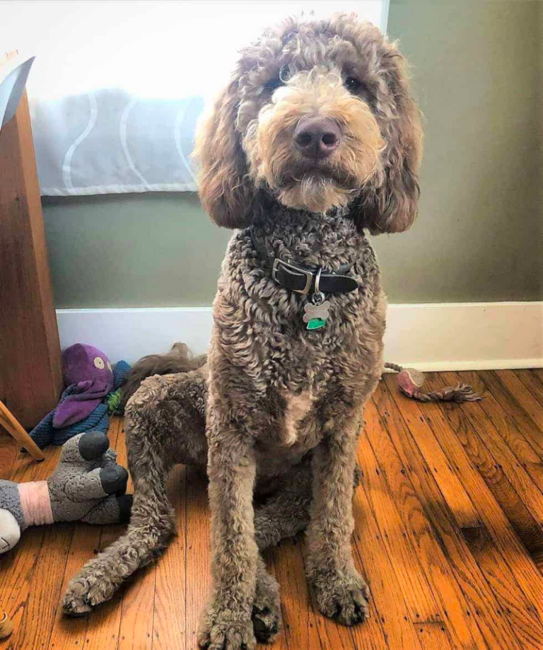 20 Goldendoodle Colors And Coat Patterns Explained (With Pictures)