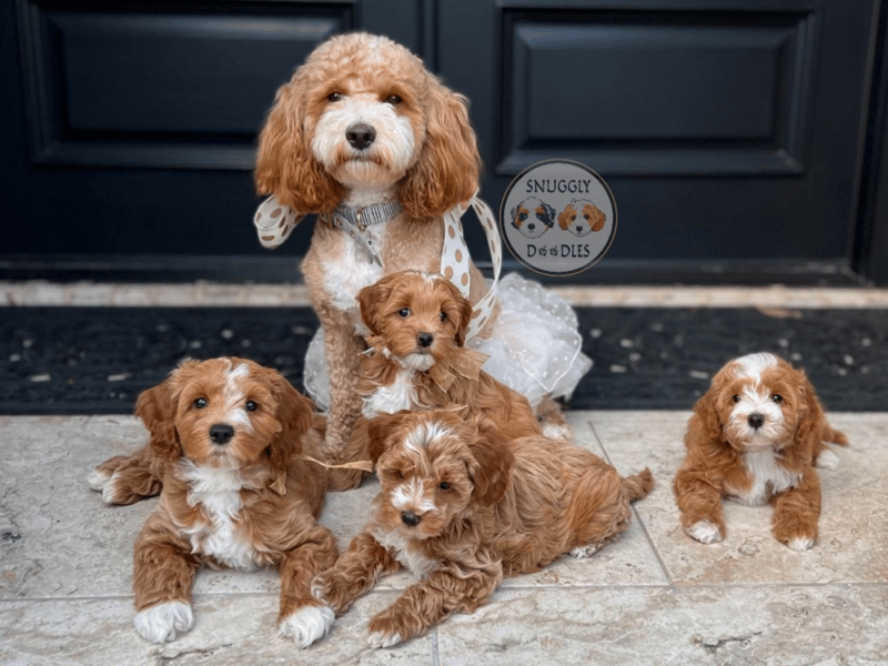 Top 12 Best Goldendoodle Breeders in Alabama (AL)