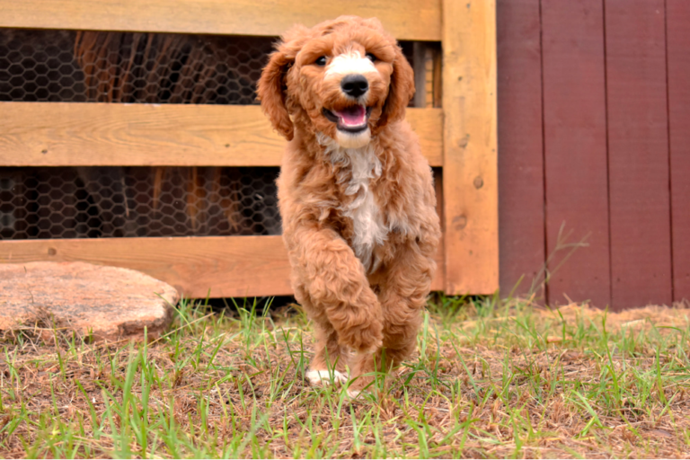 Top 12 Best Goldendoodle Breeders in Alabama (AL)
