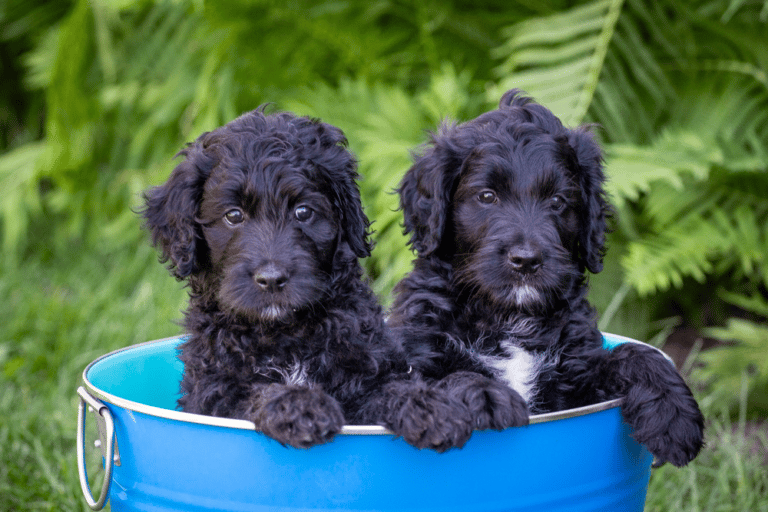 Top 9 Best Goldendoodle Breeders in Oregon (OR)