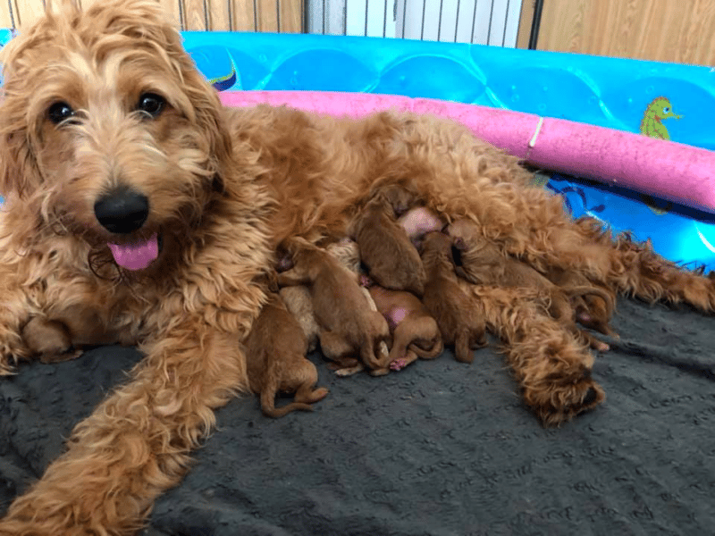 Top 9 Best Goldendoodle Breeders in Oregon (OR)