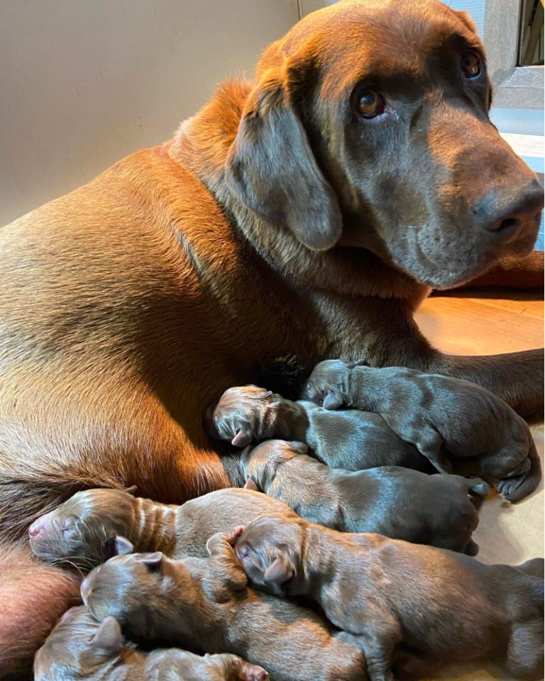 Top 14 Best Labrador Retriever Breeders in Utah (UT)