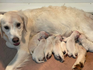 Top 9 Best Golden Retriever Breeders in Connecticut (CT)