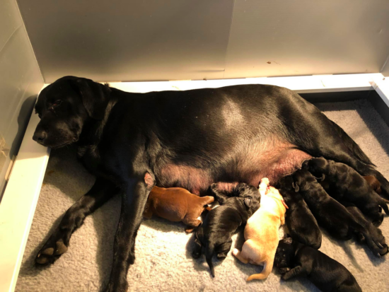 Top 10 Best Labrador Retriever Breeders in Kansas