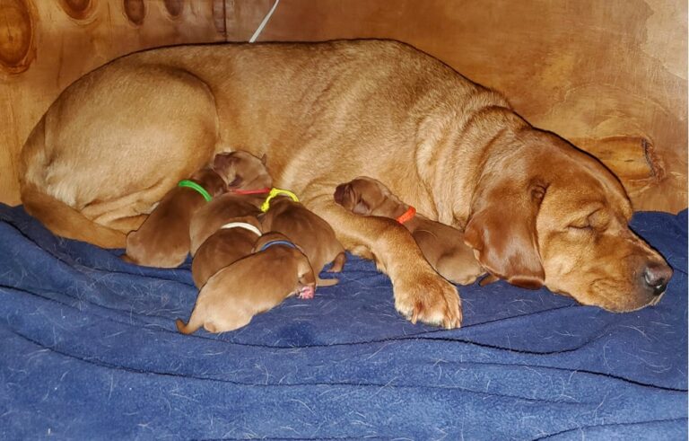 Top 10 Best Labrador Retriever Breeders in Kansas