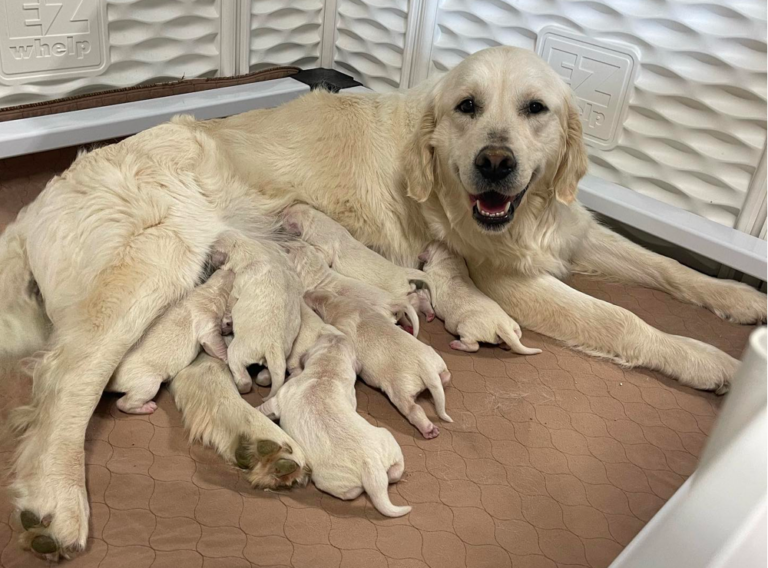 Top 10 Best Golden Retriever Breeders in Idaho (ID)