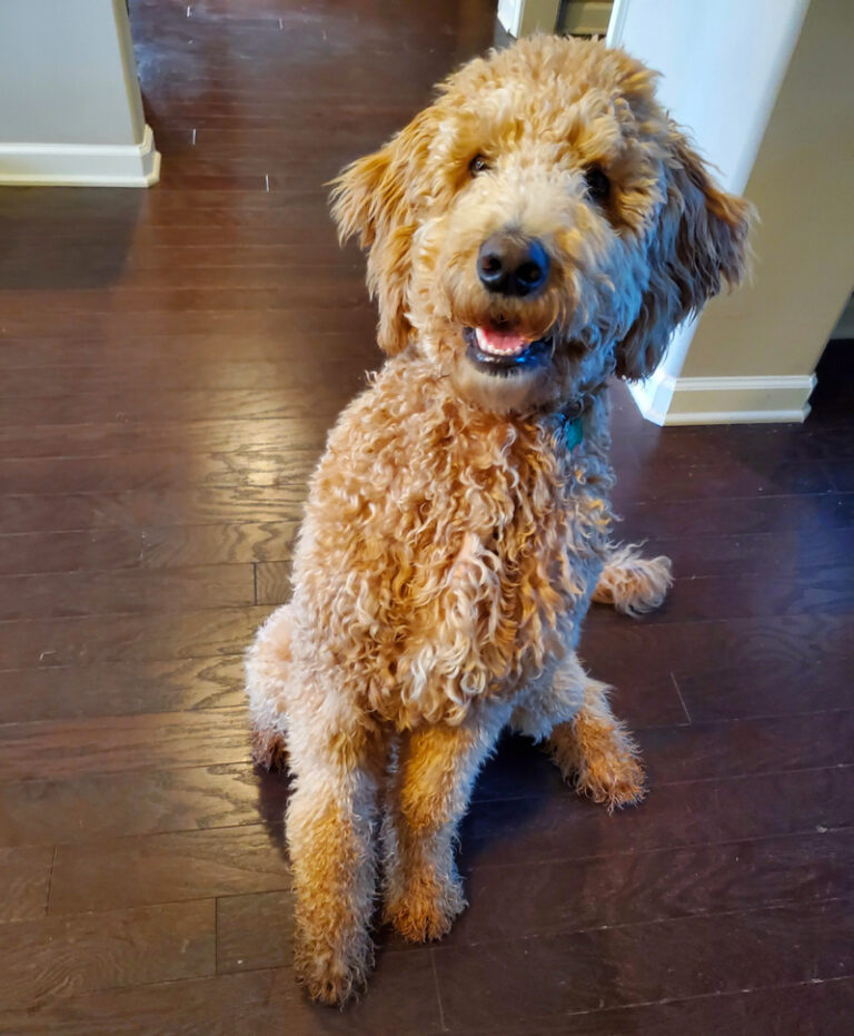 Goldendoodle (Golden Retriever Poodle Mix): The Complete Guide