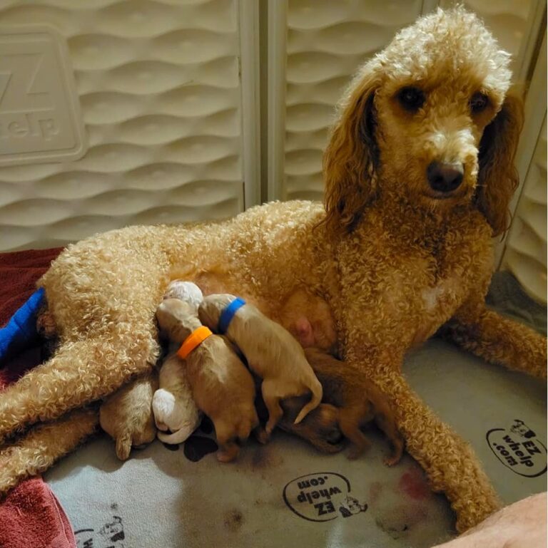 Top 12 Best Goldendoodle Breeders in Louisiana (LA)