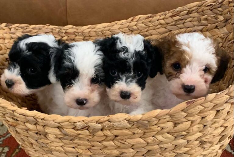 White Goldendoodles: Top 8 Most Popular Color Variations