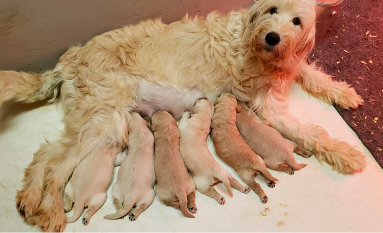 Top 11 Best English Goldendoodle Breeders in the USA