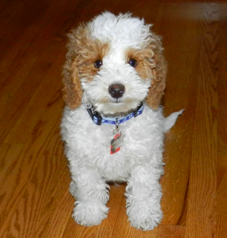 White Goldendoodles: Top 8 Most Popular Color Variations