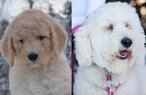 Goldendoodle Coat Types: Straight, Curly or Wavy [With Pictures]