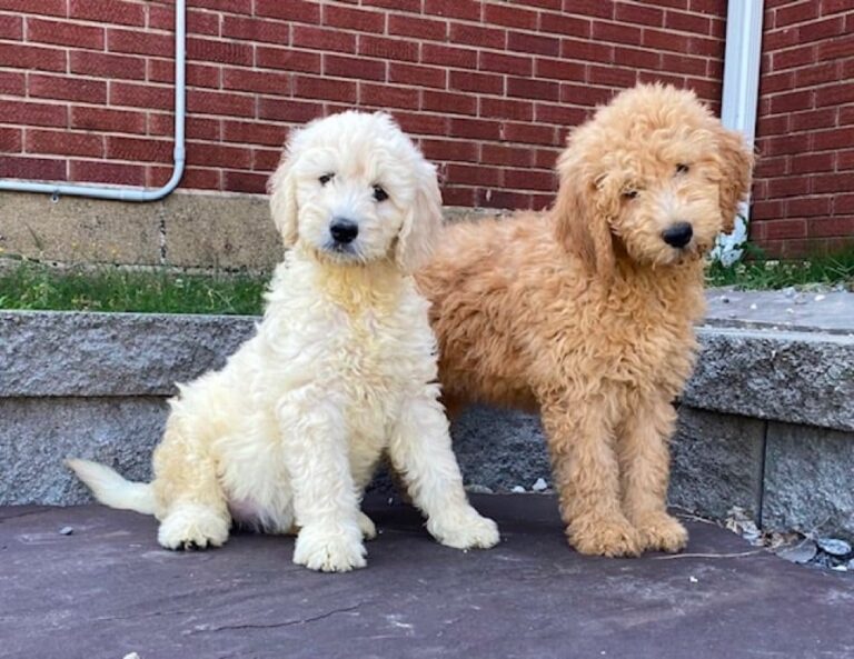 Top 11 Best English Goldendoodle Breeders in the USA