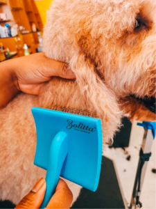 Do Goldendoodles Shed A Lot? Deciding What Is True And What Isn’t