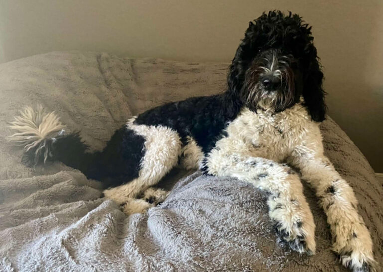 What is a Parti Goldendoodle?