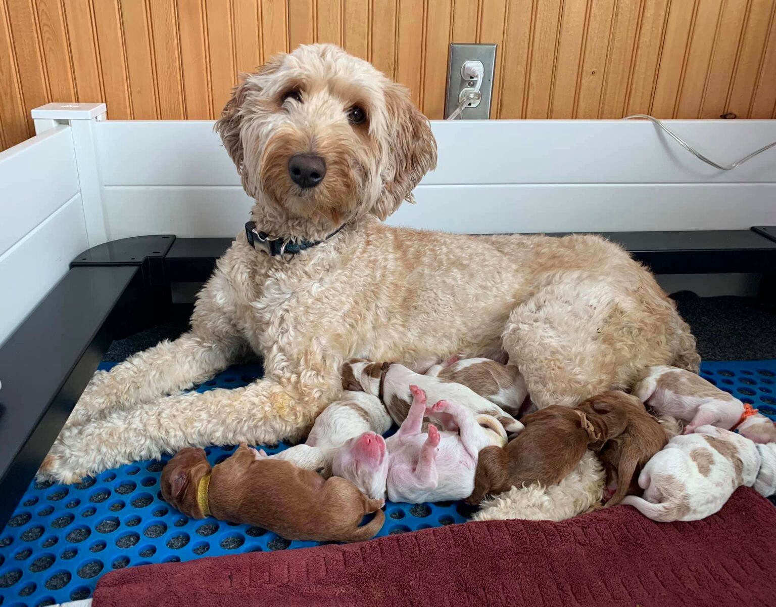 Top 14 Best Goldendoodle Breeders in Colorado (CO)