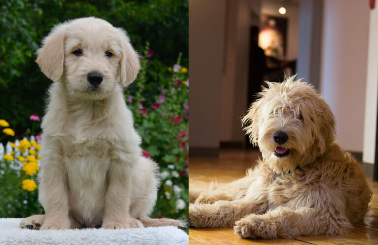 Goldendoodle Coat Types: Straight, Curly or Wavy [With Pictures]