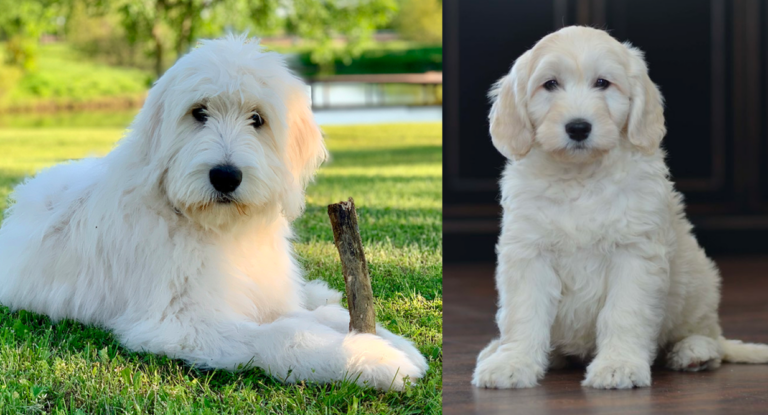 White Goldendoodles: Top 8 Most Popular Color Variations