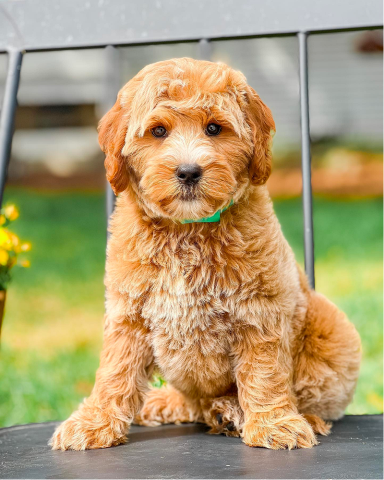 English Goldendoodle 101: All You Need To Know