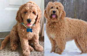 Goldendoodle Coat Types: Straight, Curly or Wavy [With Pictures]