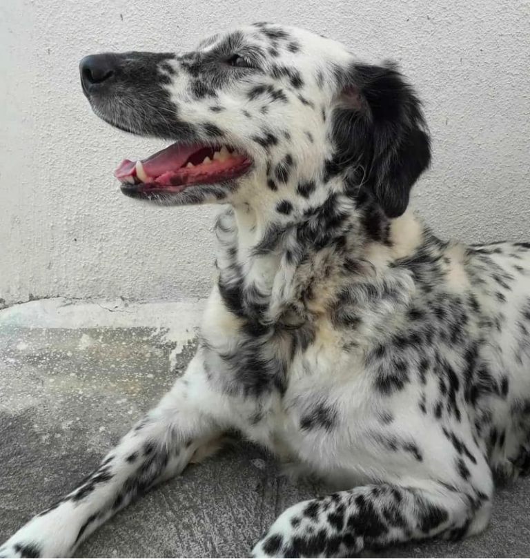 Golden Retriever Dalmatian Mix – Intelligence and Cuteness