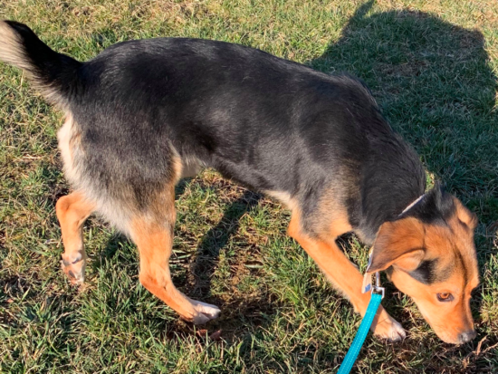 Golden Retriever Beagle Mix (Beago): Temperament, Size & Care Guide